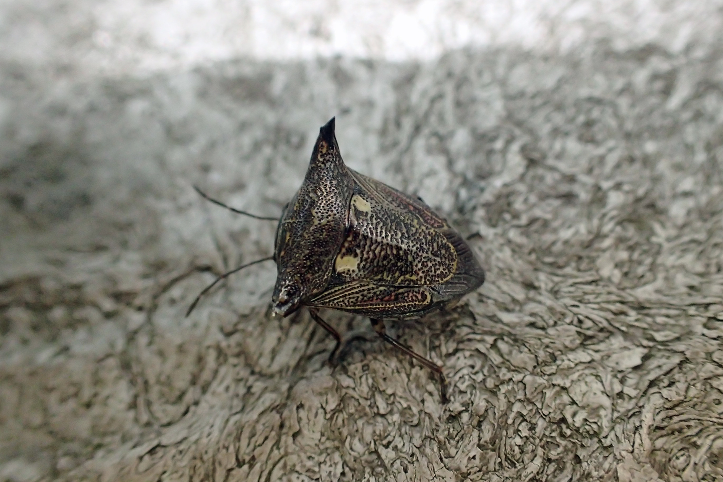 2020.9.2 西宮市甲山